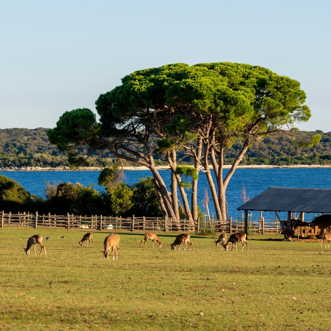 Everything you need to know about Brijuni National Park