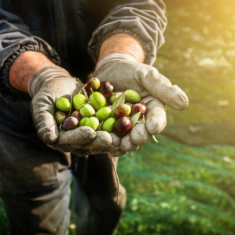 How to Experience the Olive Oil Culture in Istria